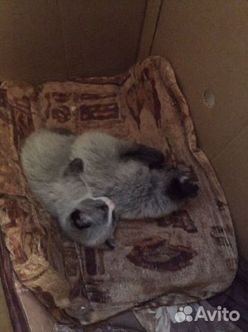 Котёнок метис девочка