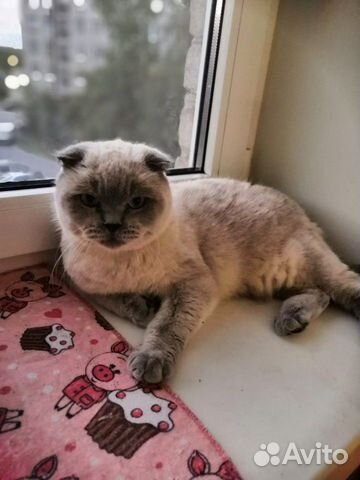 Отдадим в добрые руки