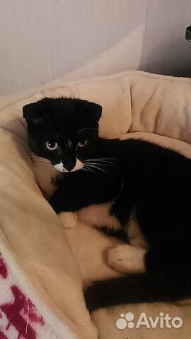 Котик Филу