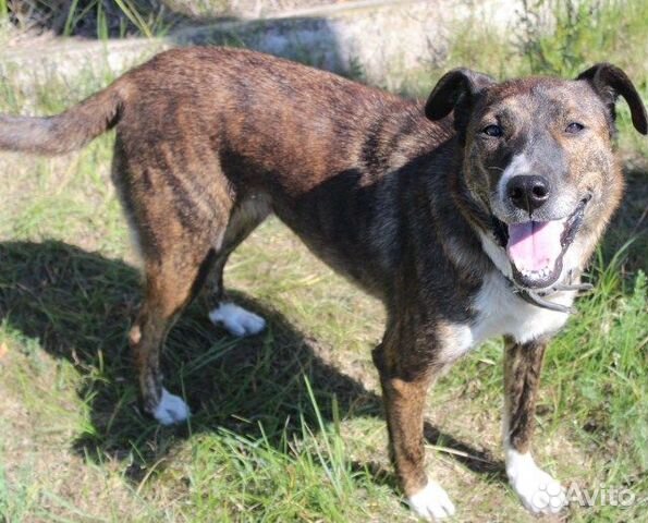 Красавица Габи тигровая собака, в дар