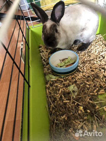 Отдадим кролика