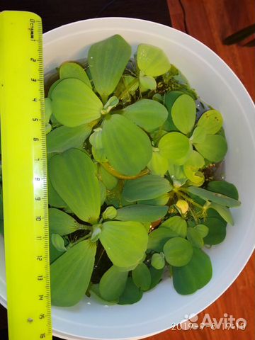 Продам аквариумное растение Пистия