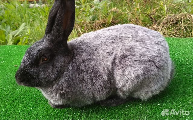 Кролики Полтавское серебро