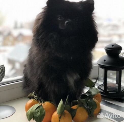 Животные