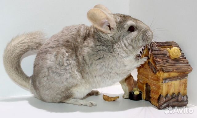 Шиншилла Пастель девочка