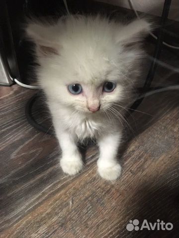 Комочки счастья)