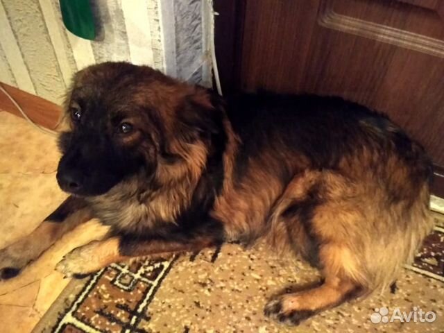 Собака (кобель) в добрые руки