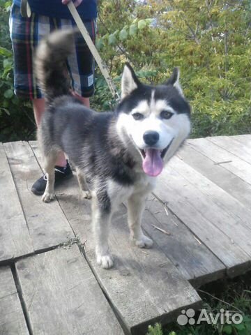 Найдена собака