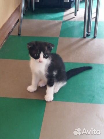 Продам котят