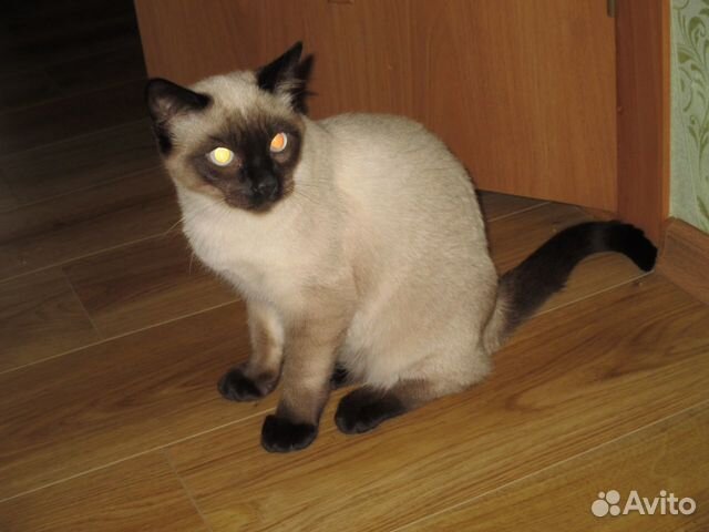 Тайский котёнок ищет себе доброго хозяина и дом