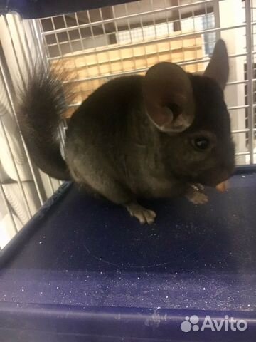 Подается шиншилленок