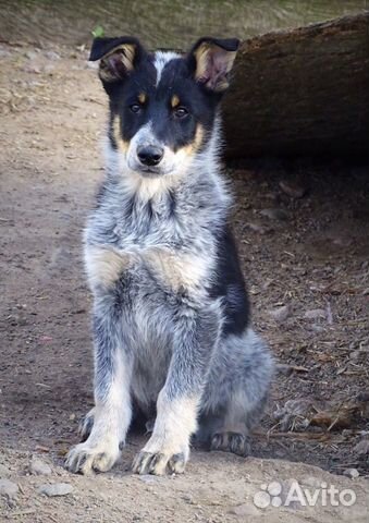 Ищу сучку для вязки