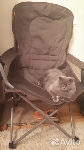 Ищем жениха шотландской вислоухой кошки,со стоящим