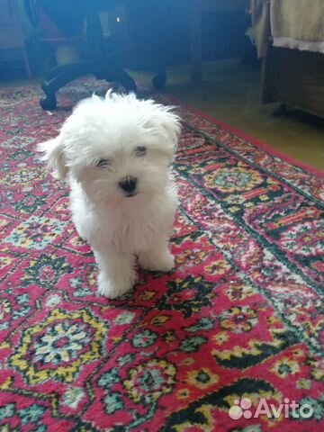 Болонка мальтезе