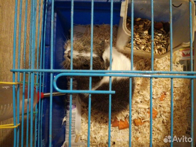 Отдам морскую свинку