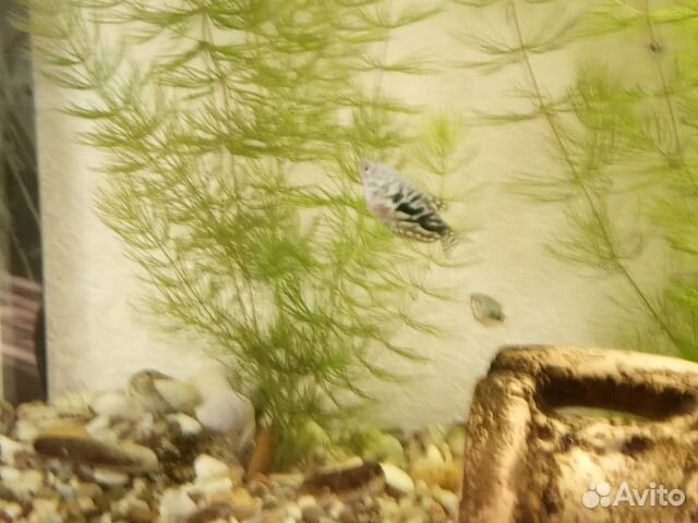 Мраморные гурами