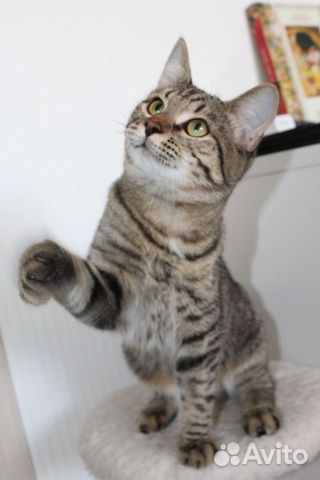 Чудесный котик Тихон в добрые руки