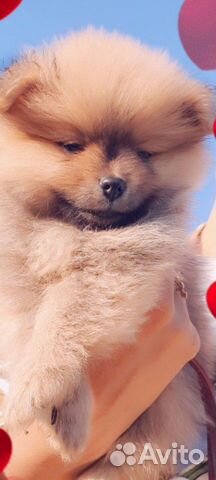 Шикарная девочка