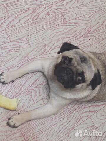 Продаю мопсика