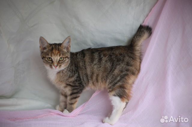 Котенок счастье в добрые руки