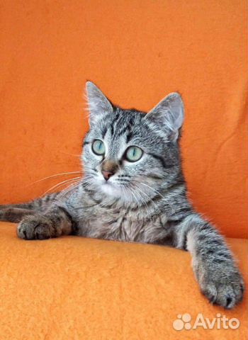 Кошечка Алиса ищет дом