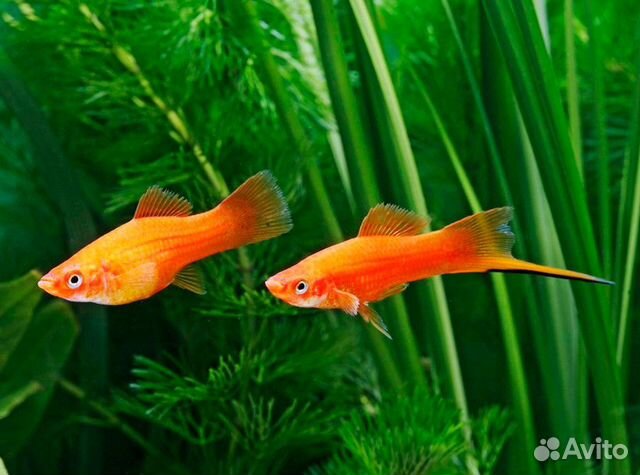 Меченосцы, моллинезии