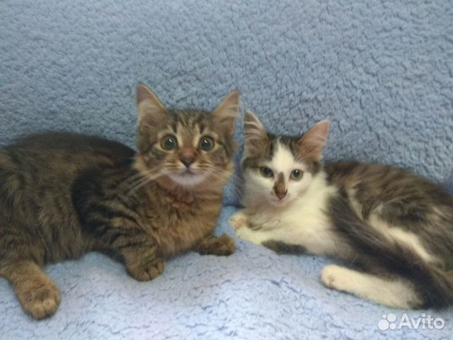 Малыши-карандаши