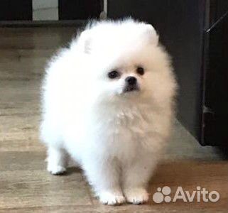 Белый - белый - белый пух - облачко в ладошку