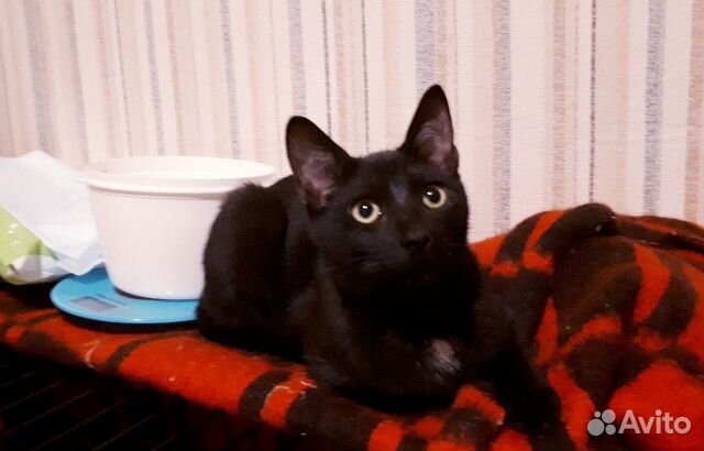 Черный котик, подросток