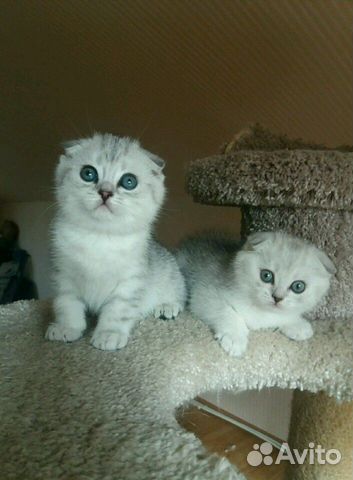 Вислоухие котята