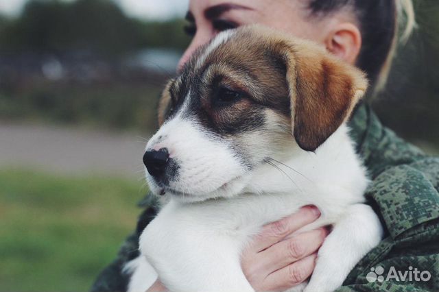 Щенок в дар