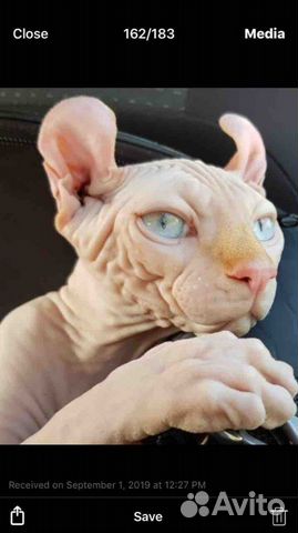 Подрощенные котята редкой породы Эльф