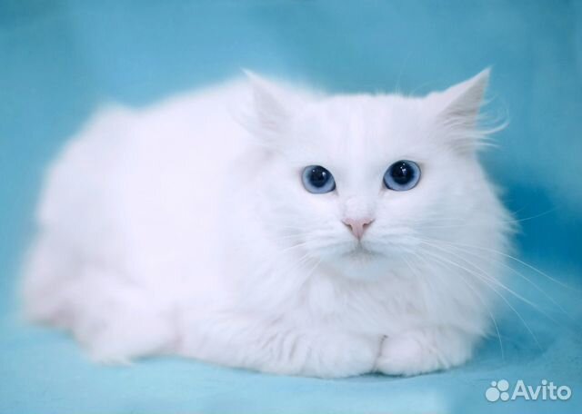 Белоснежка