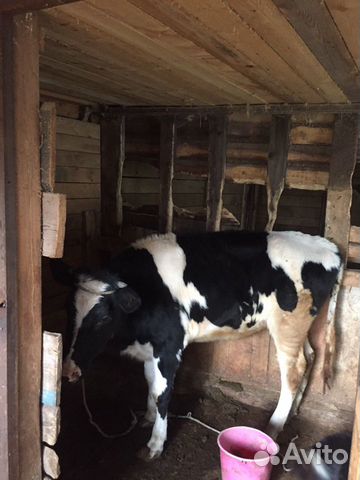 Телка Галштинка