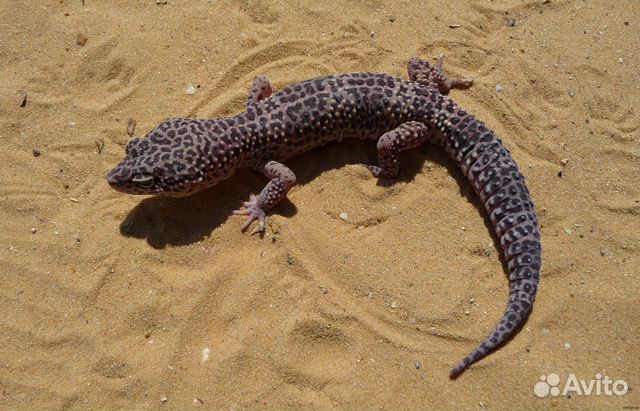 Эублефар пятнистый