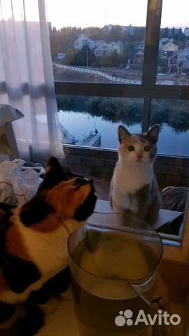 Мягкая, добрая, ласковая кнопка ищет дом