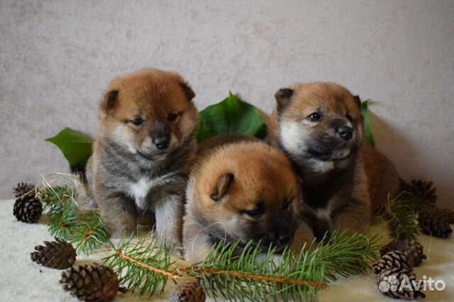 Щенки сиба ину,шиба ину