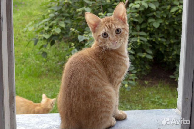 Красивые котята