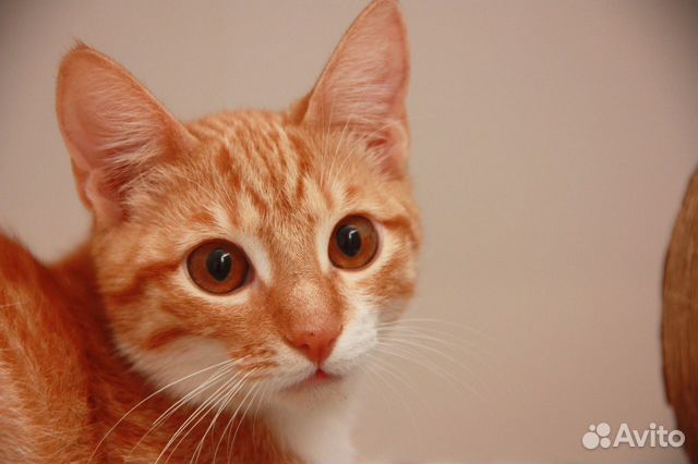 Яша Котенок