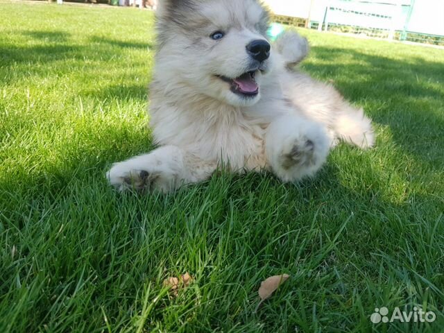 Сибирская хаски