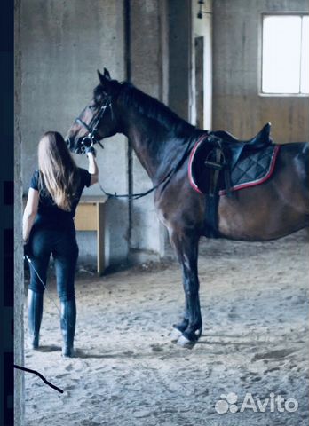 Тракененский мерин в аренду и продажу