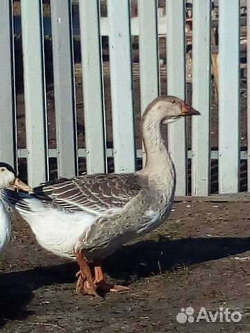 Гуси холмогоры