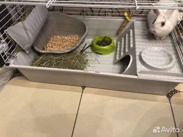 Продам кролика с клеткой,переноской и т.д