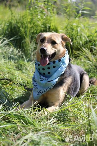 Нежная красавица Шелли в добрые руки, в дар