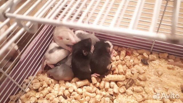 Крыса Дамбо