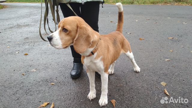 Бигль полицейский