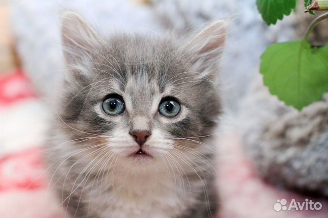 Котенок мальчик дымочек в добрые руки