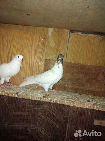 Голуби бойные бакинцы