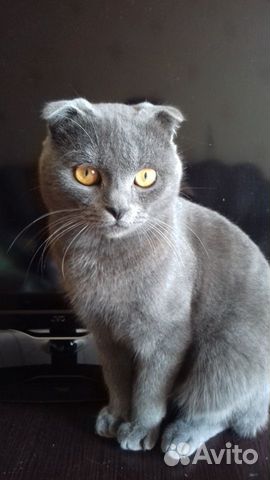 Вислоухий кот на вязку