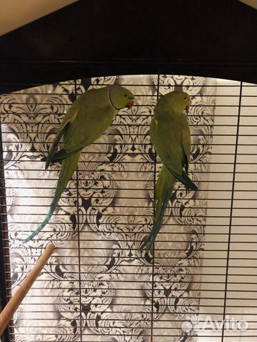 Ожереловый попугай пара